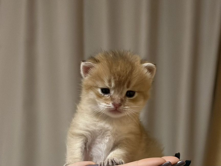 Шотландский котенок