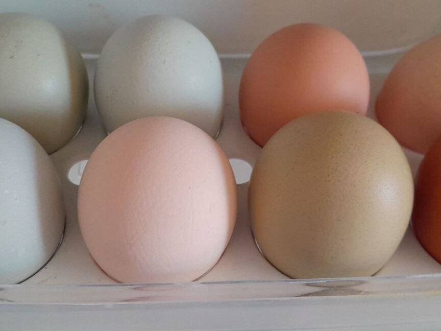 Инкубационное яйцо