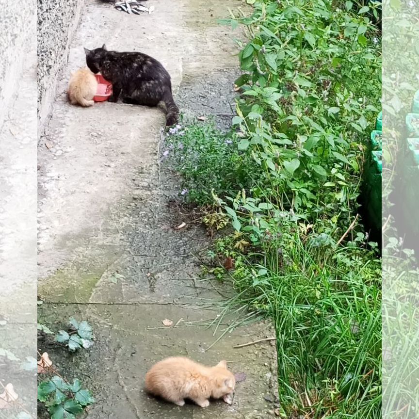 Раздадим котят
