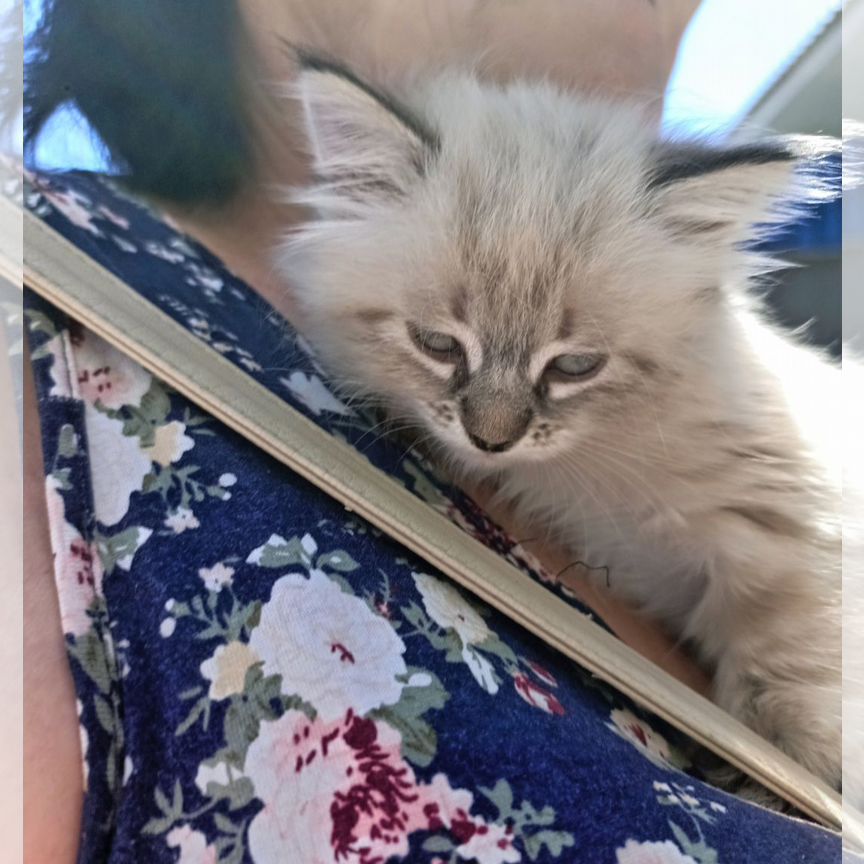 Котёнок в добрые руки