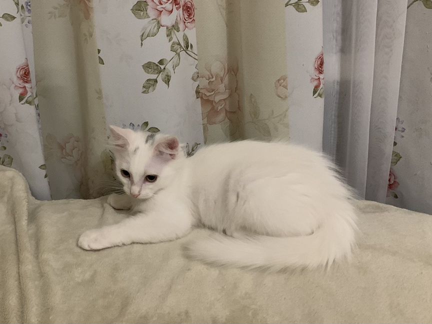 Белоснежный котенок (девочка)