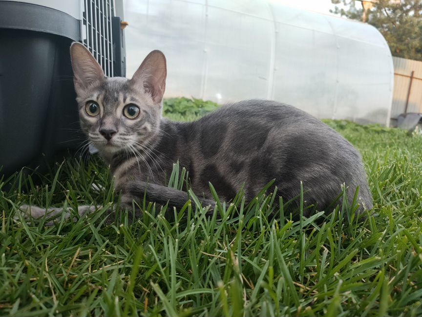 Бенгальские котята