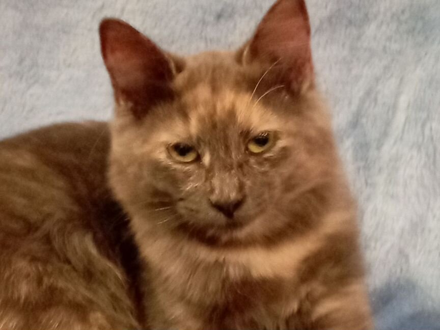 Котёнок Пуша