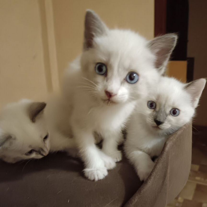 Сиамский котёнок