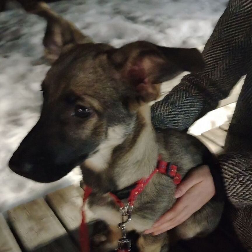 Немецкая овчарка, щенок