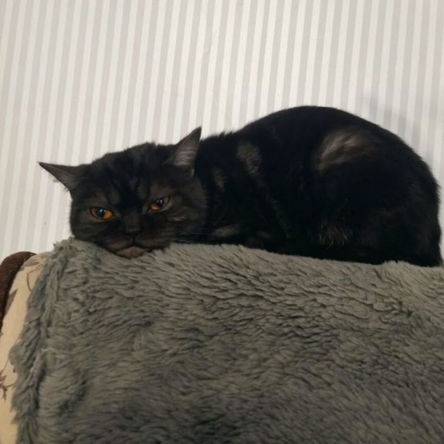 Отдам в дар кошечку