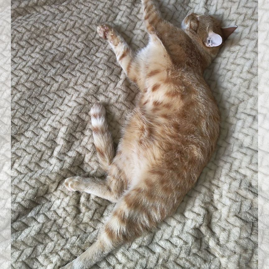 Взрослый кот в добрые руки