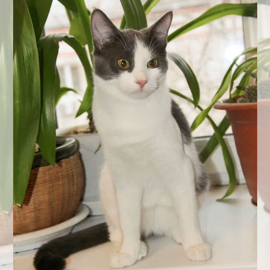 Молоденький котик в добрые руки