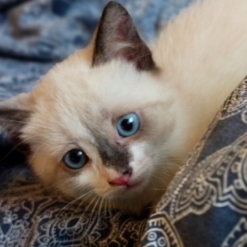 Котята