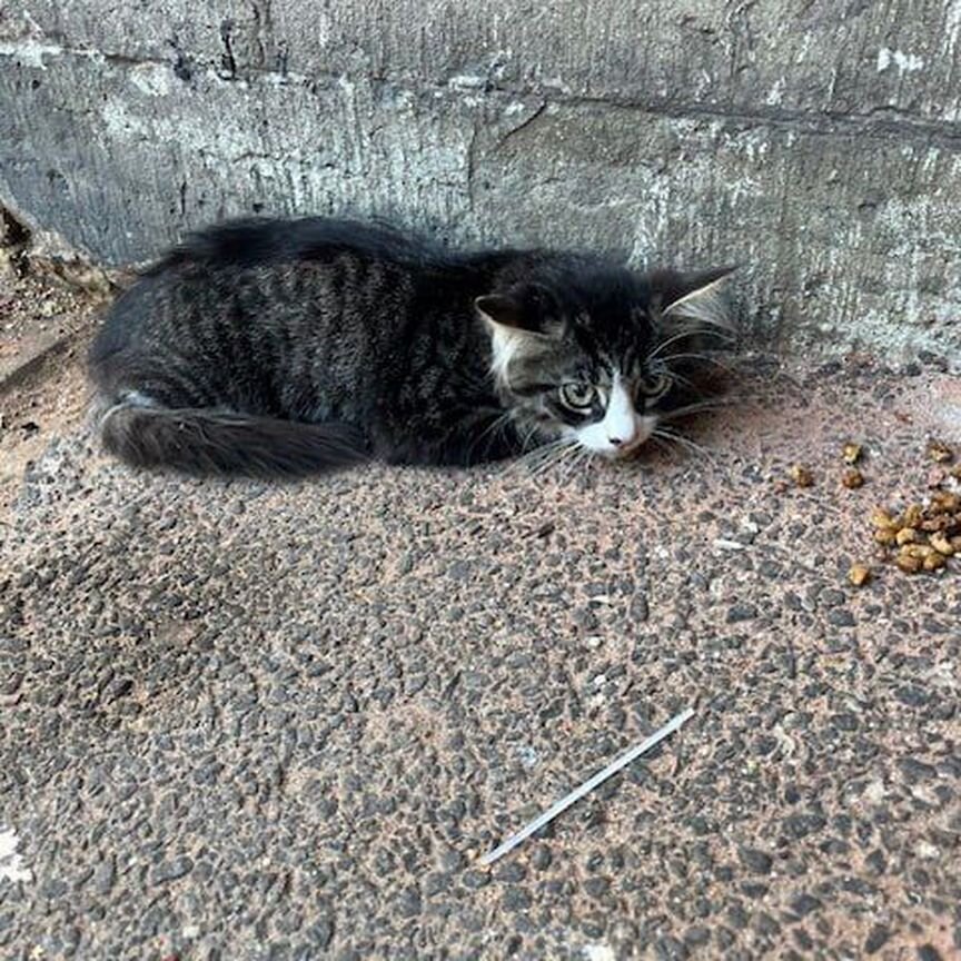 Котенка выбросили, была разбита мордочка, ищет дом