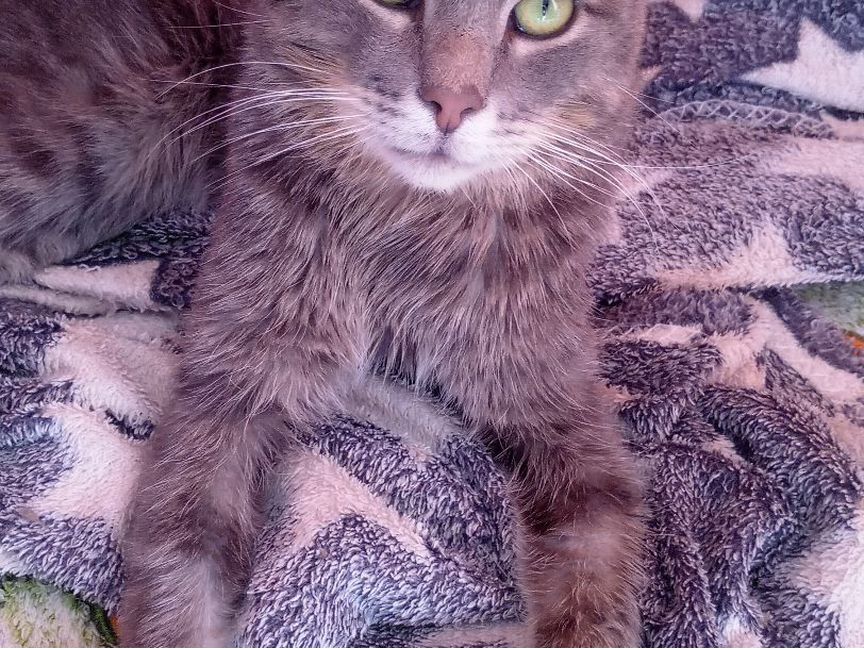 Кот невероятно ласковый Суричек