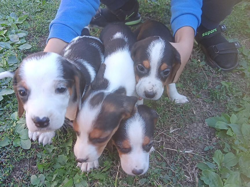 Щенки Эстонцев