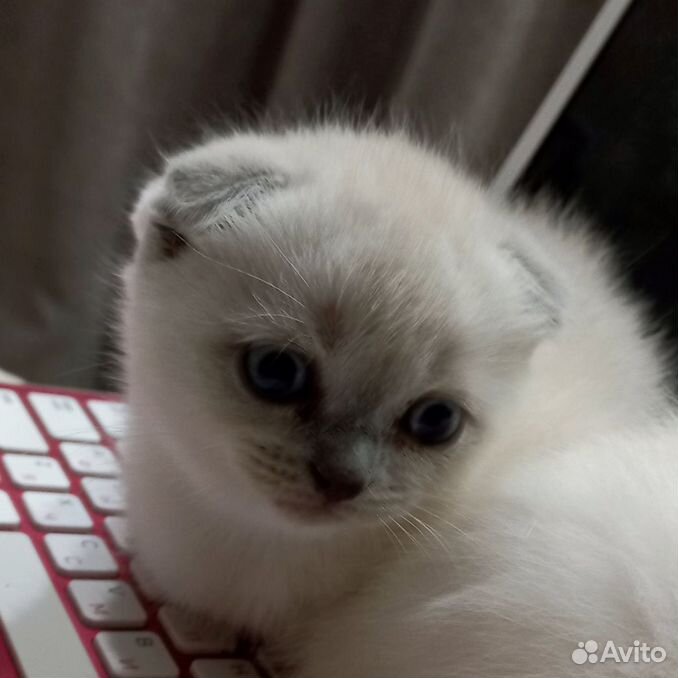 Шотландские вислоухие котята блю поинт