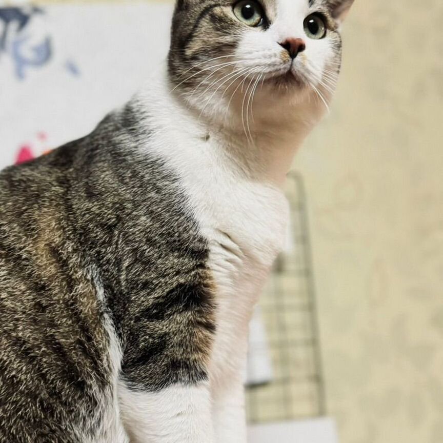 Котик в добрые руки