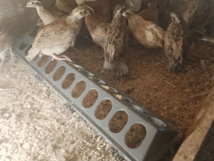 Вергинские куропатки