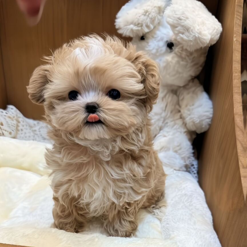 Мальтипу, щенок