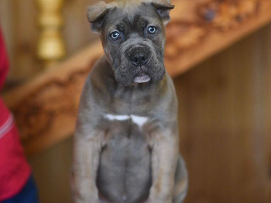 Красивые корсо детки