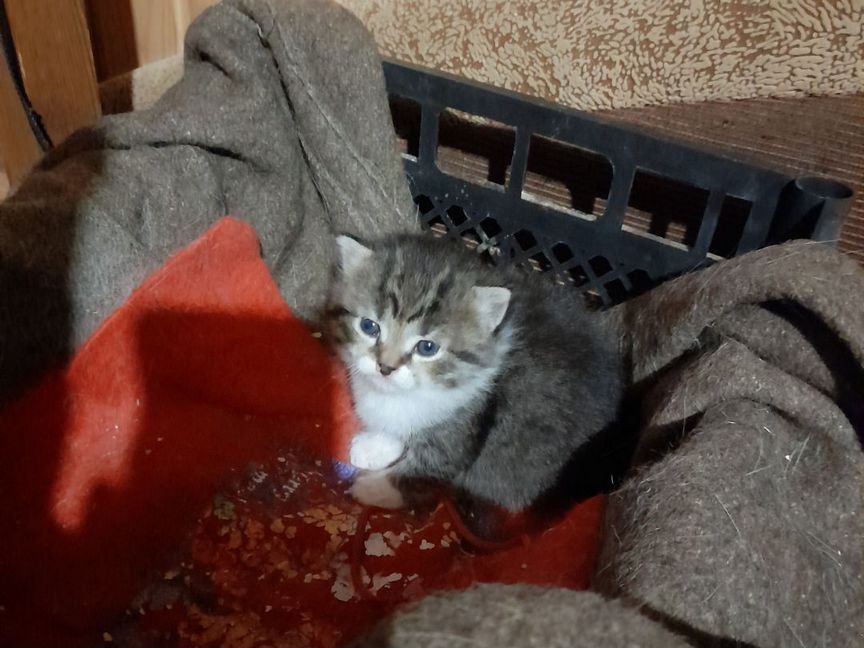 Котята в добрые руки бесплатно мальчик