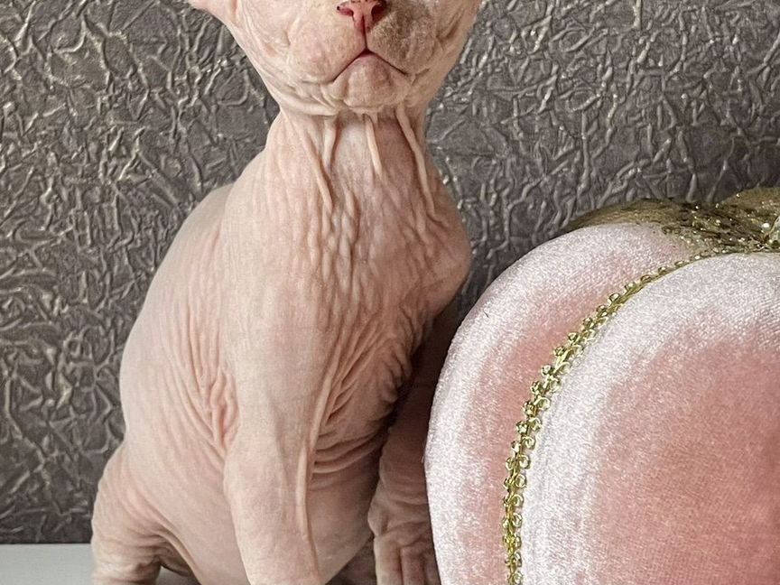 Канадский сфинкс котенок кошечка и котик