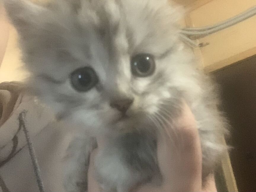 Кошка с котенком SOS