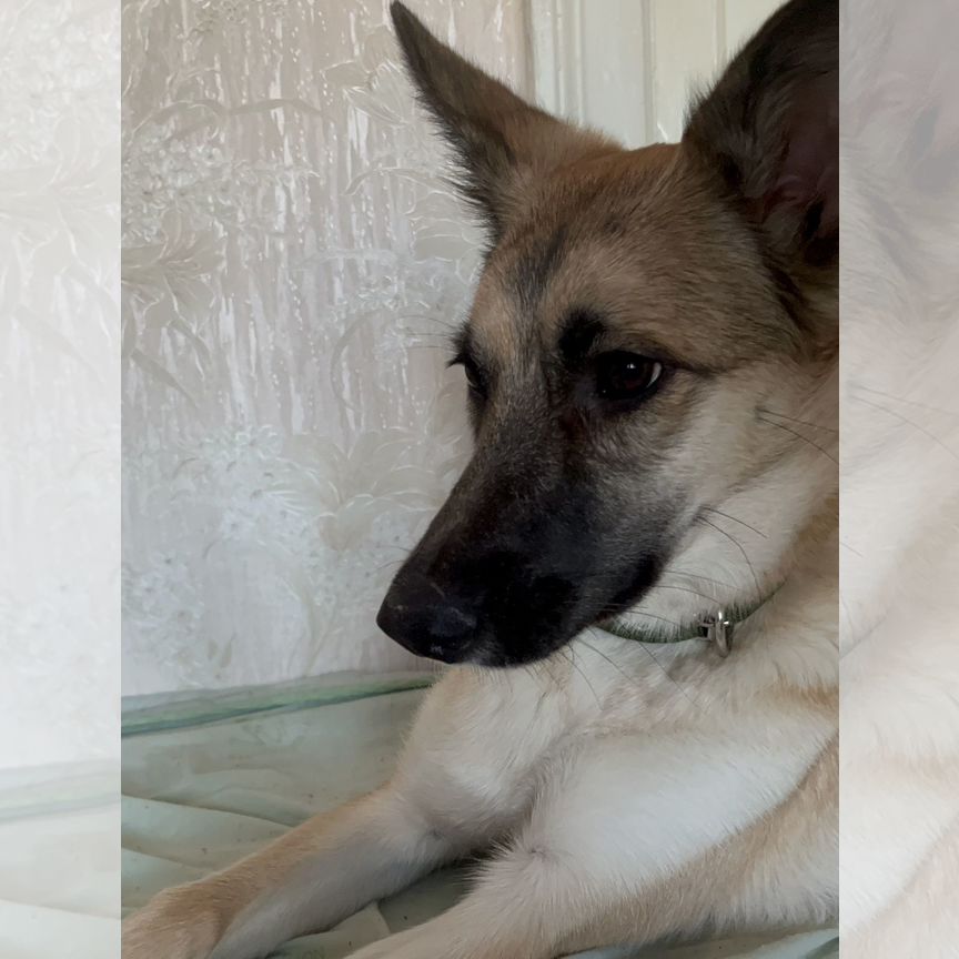 Бельгийская овчарка, щенок