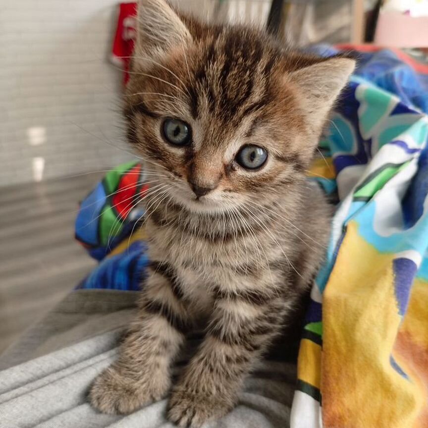 Котенок мальчик