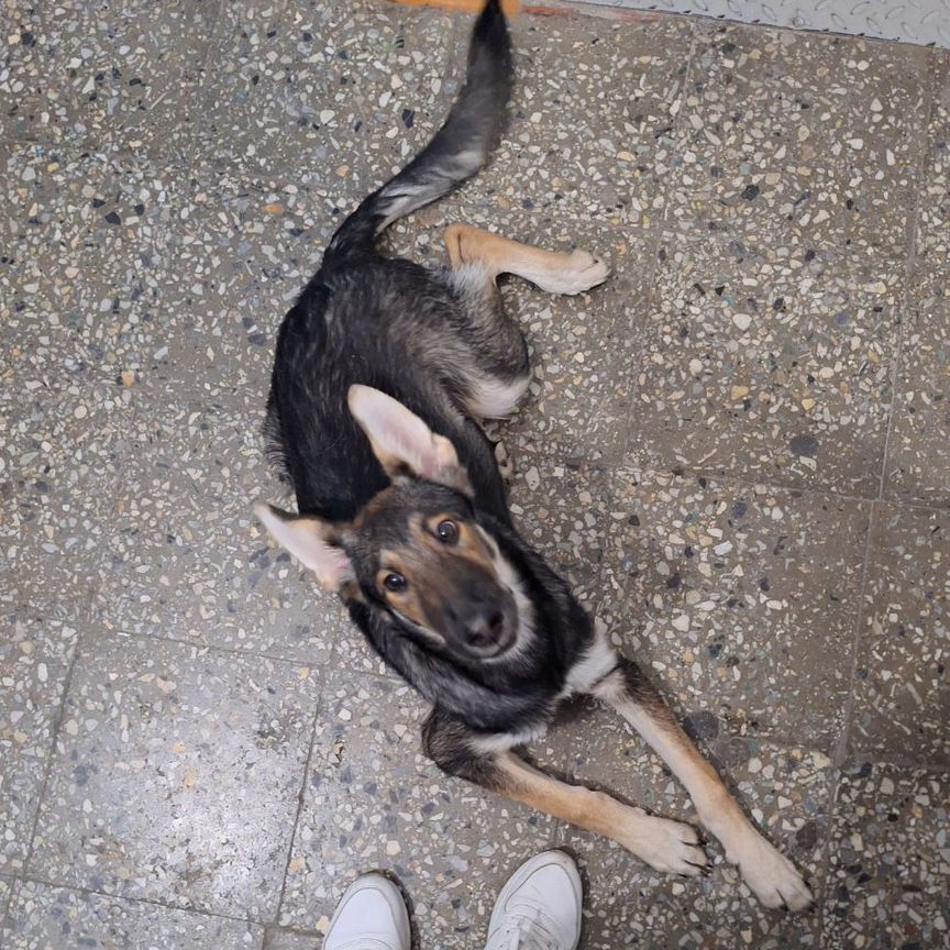 Щенок 6 мес. Умнющий