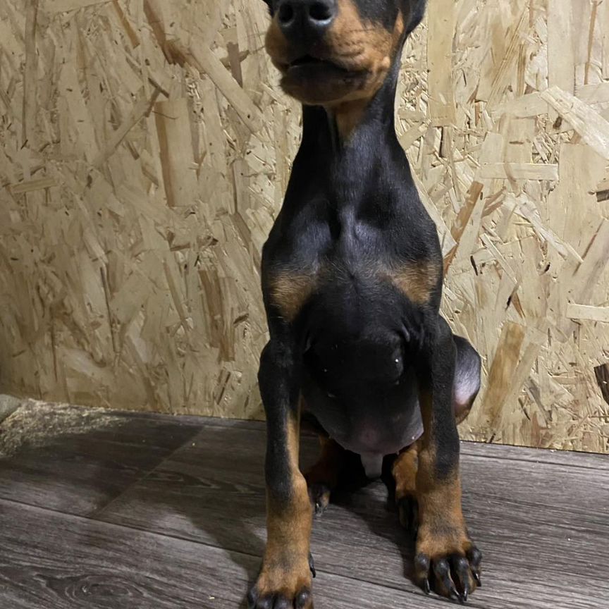 Доберман мальчик РКФ