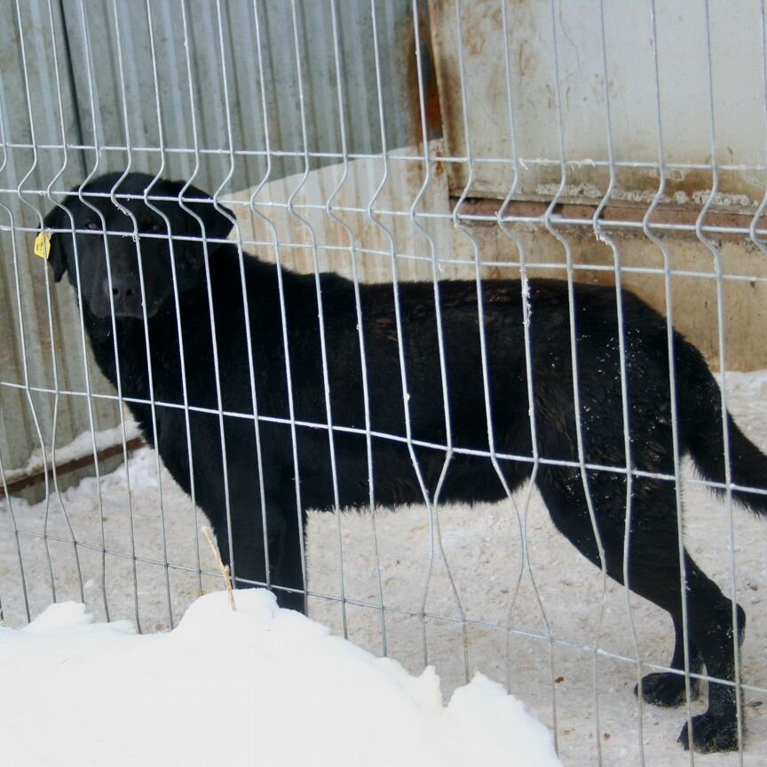 Пес нуждается в семье