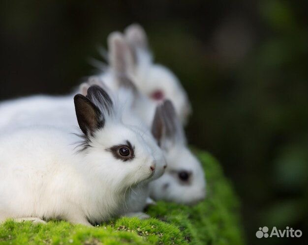 Мини карликовый кролик