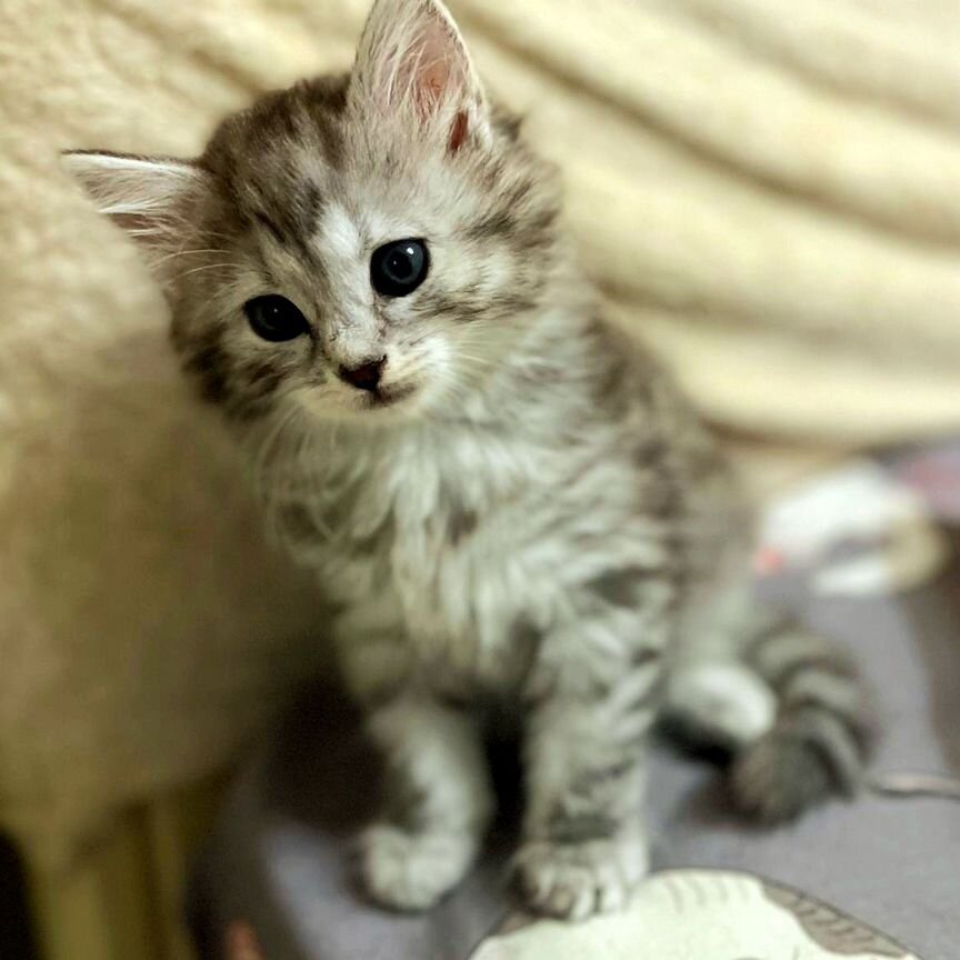 Котёнок в добрые руки