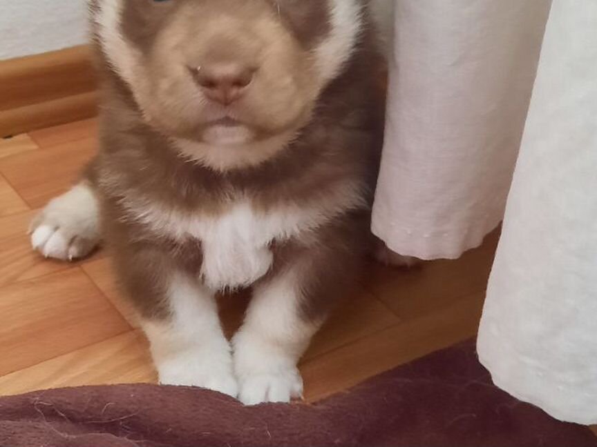 Щенки сибирской хаски