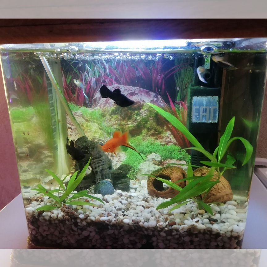 Аквариум бу с рыбками 9 литров