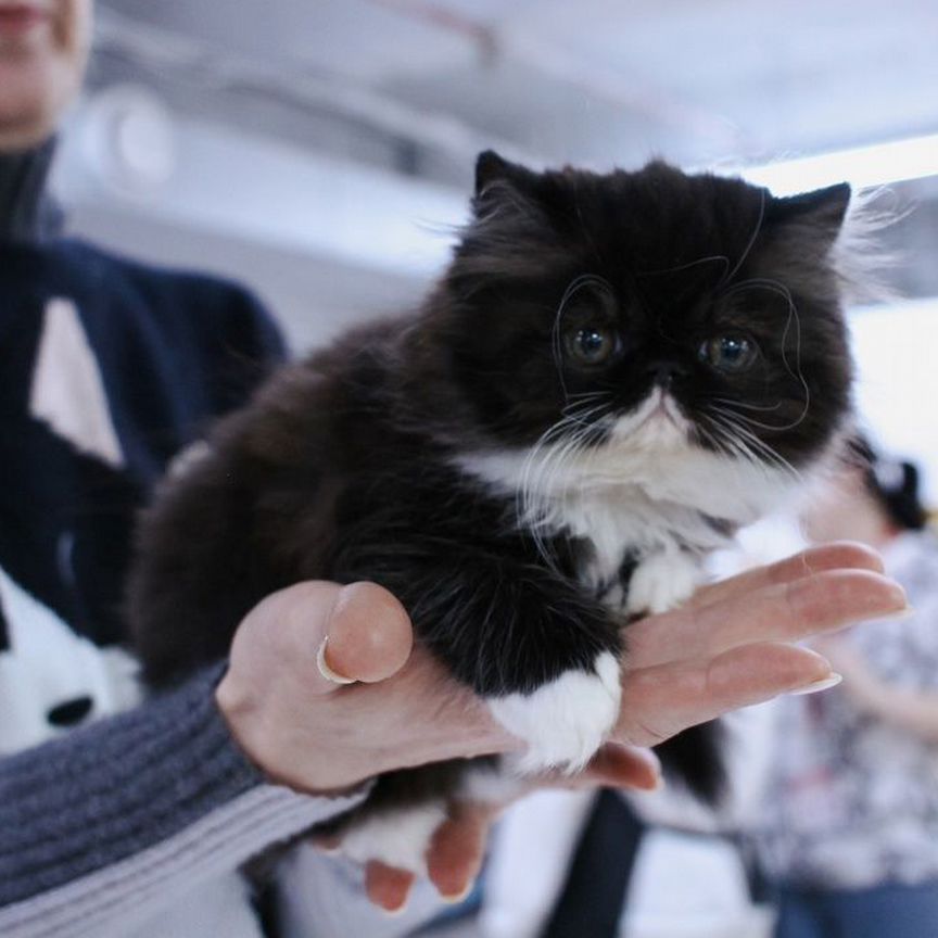 Персидские котята с полным пакетом документов