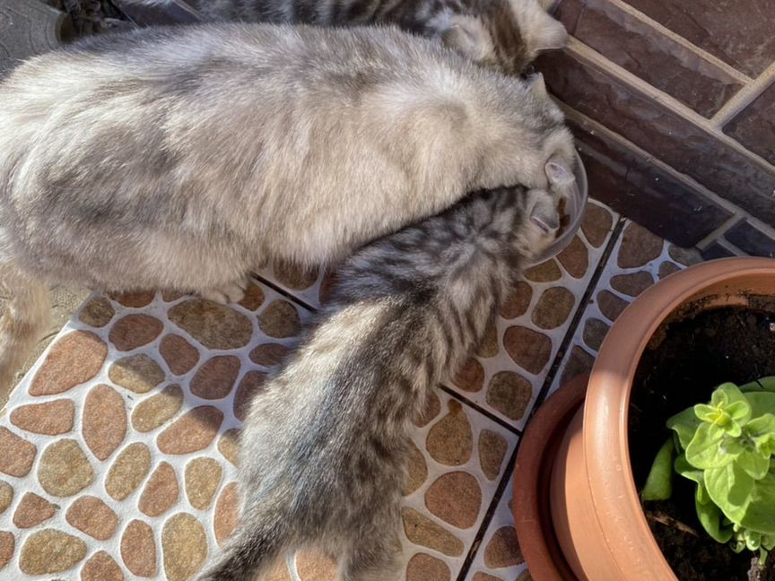 Котята британской кошки