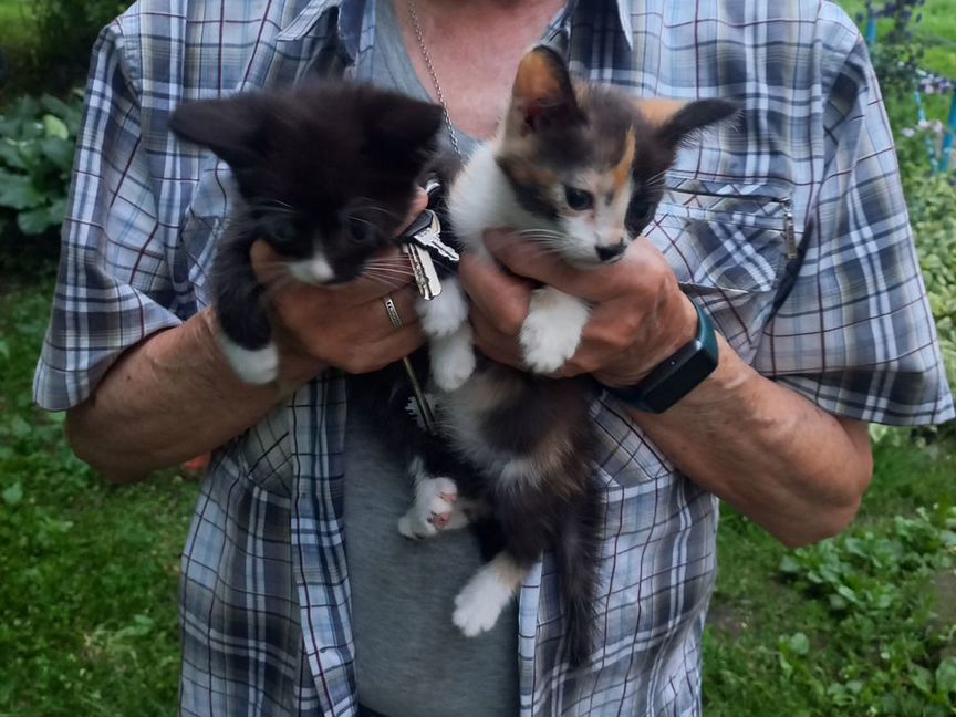 Котята в добрые руки