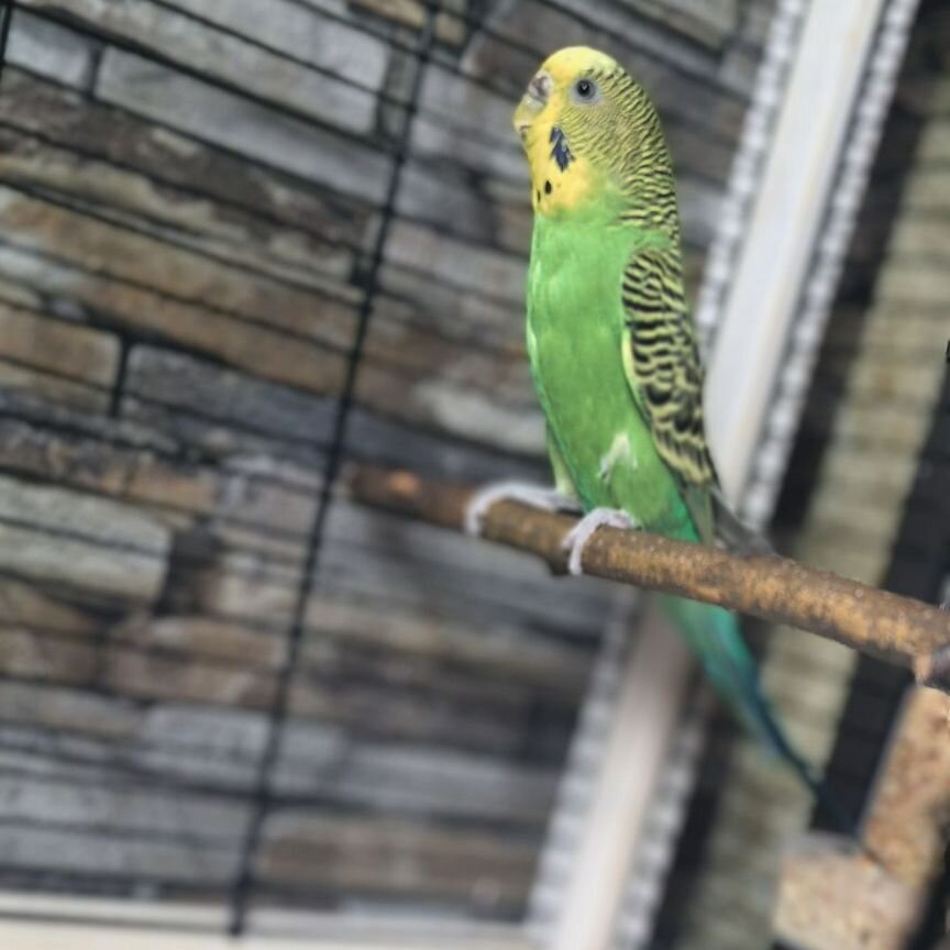 Волнистый попугай самка