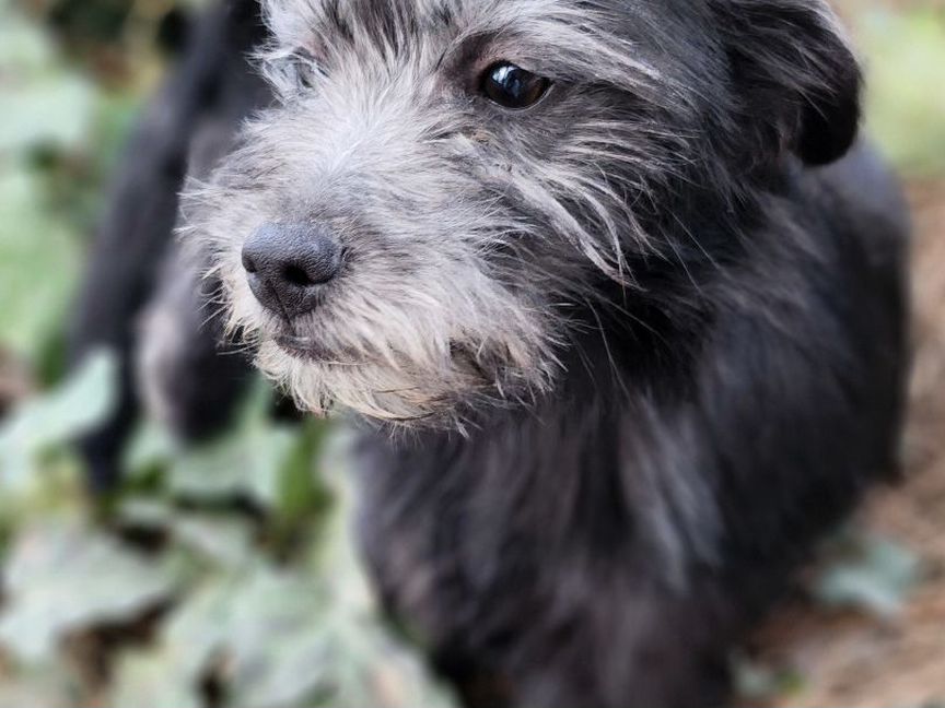 Маленькая собака бесплатно