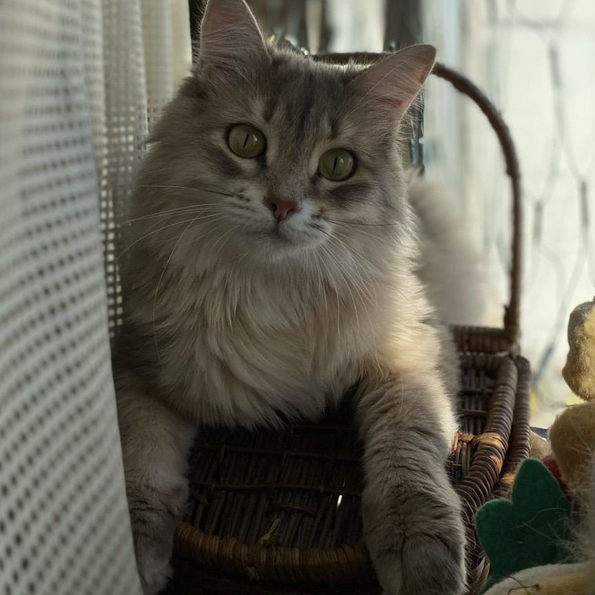 Кошка в дар