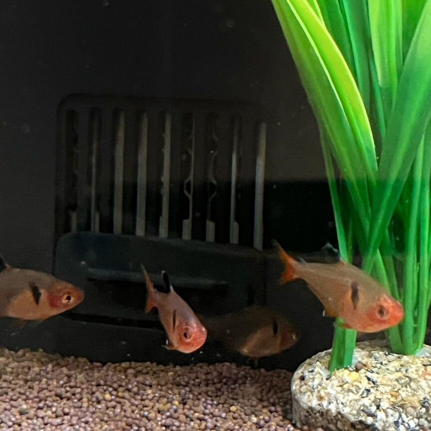 Минор рыбка (стайка 5 особей)