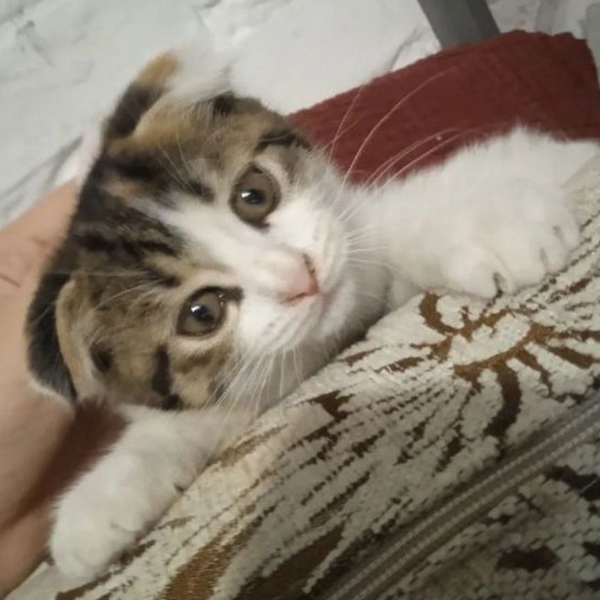 Шотландский вислоухий короткошёрстный котёнок