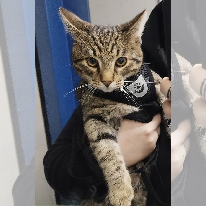 Европейский короткошёрстный котёнок