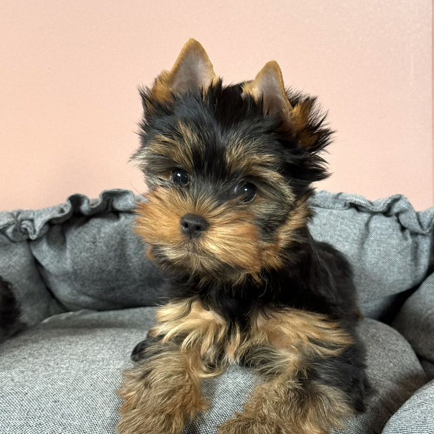 Щенок йорк мальчик