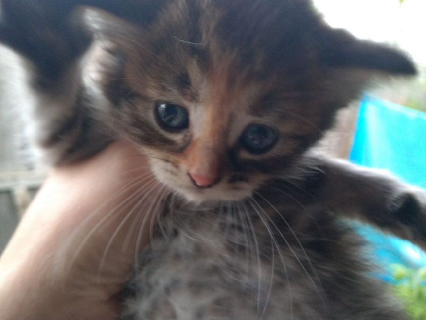 Котята мышеловы полукровки