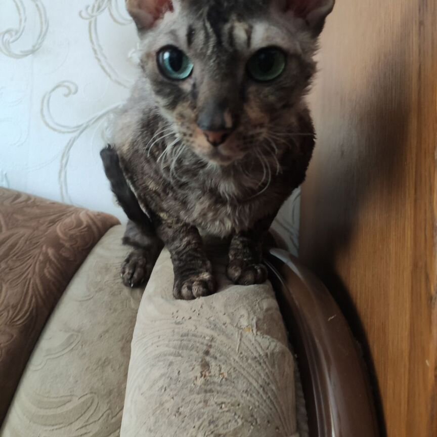 Отдам кошку в добрые руки бесплатно