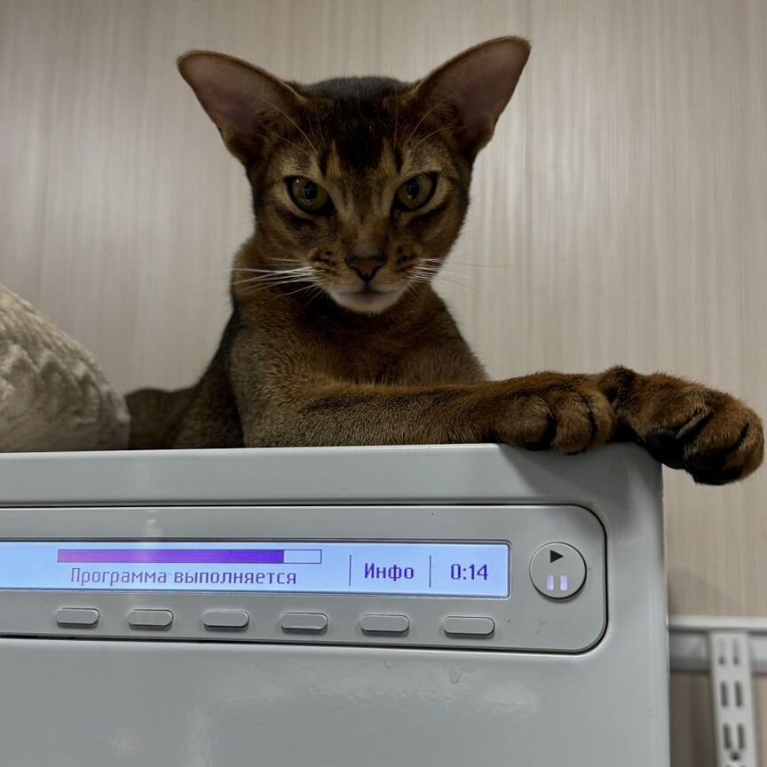 Абиссинский котёнок