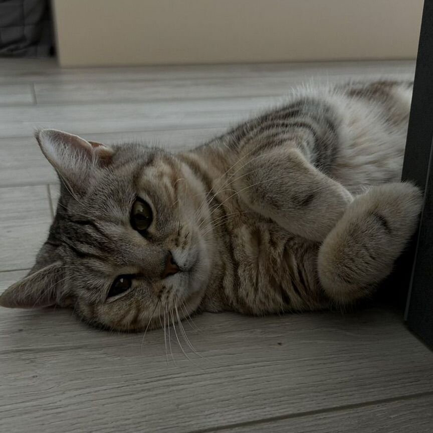 Ищем шотландского кота на вязку