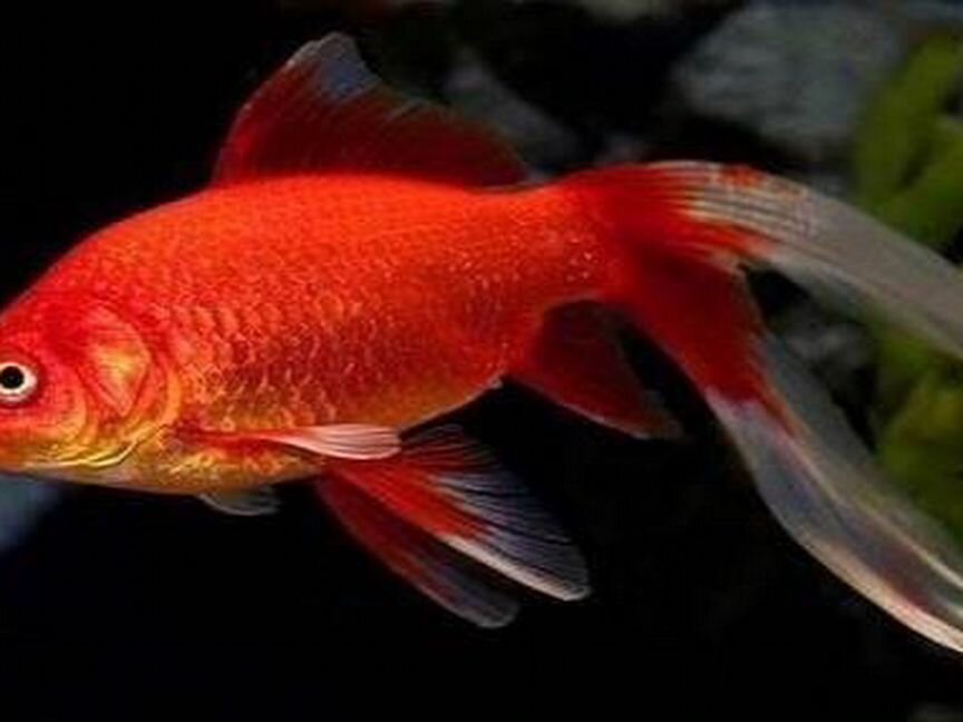 Китайские караси