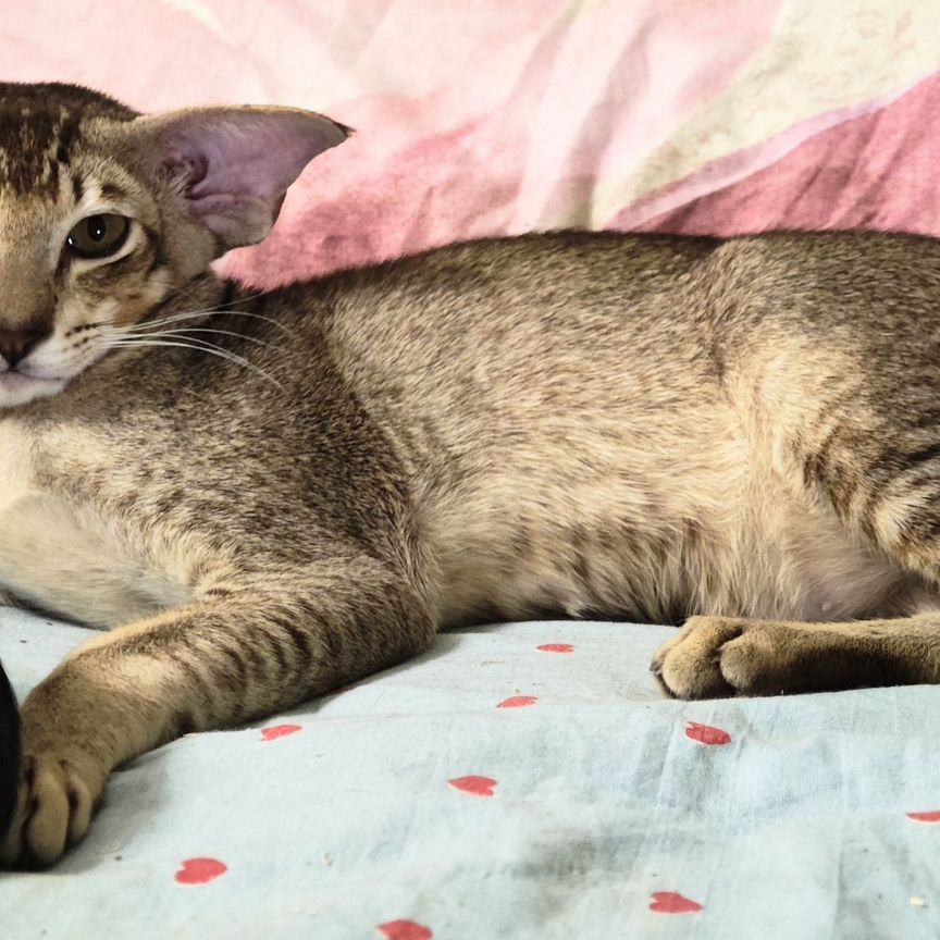 Царский Кот