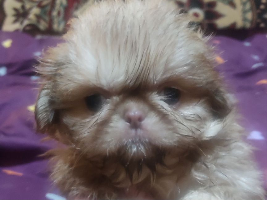 Щенки пекинеса